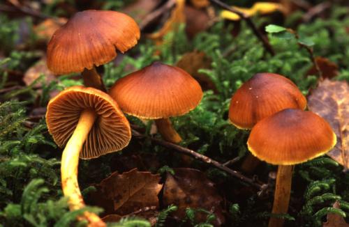 Cortinarius castaneodiscus