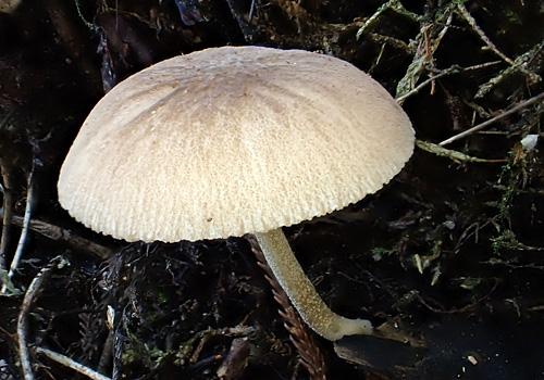 Pluteus